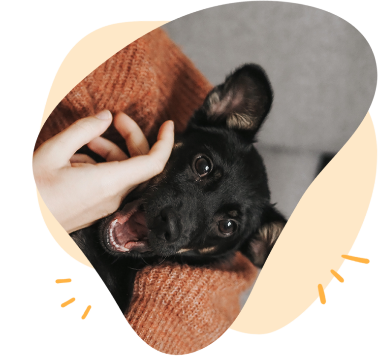 Dog Walkers in the Winchester Area - Fetch! Pet Care