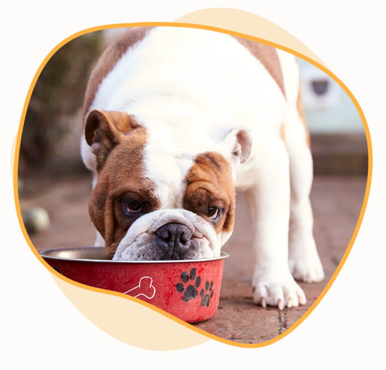 Fetch! Pet Medical Administration & Care - Scheduling, Updates, Safety