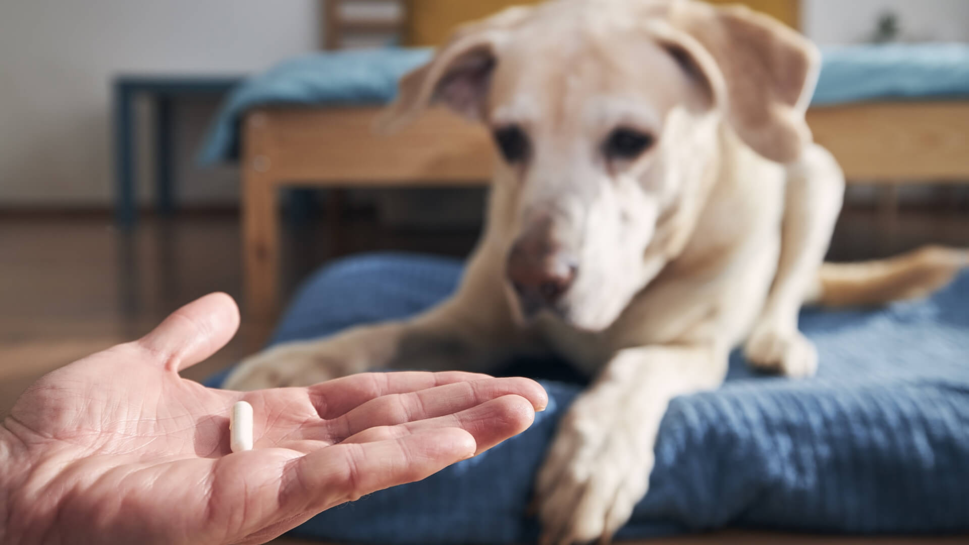 Fetch! Pet Medical Administration & Care - Scheduling, Updates, Safety