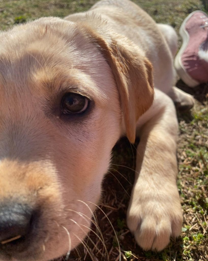 Fetch Flower Mound Pet Family Photo Album - Fetch! Pet Care