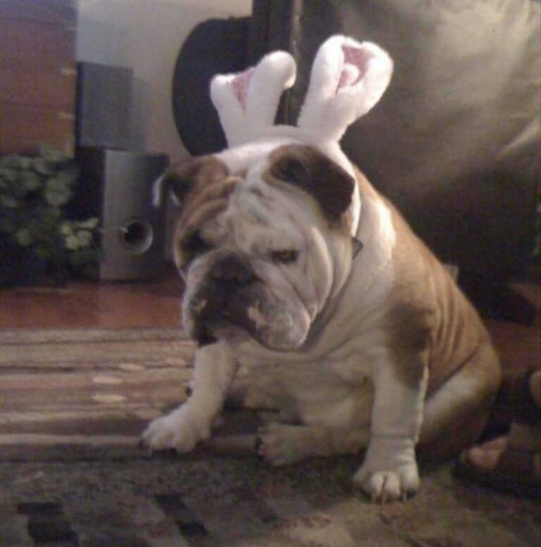 Fetch Flower Mound Pet Family Photo Album - Fetch! Pet Care