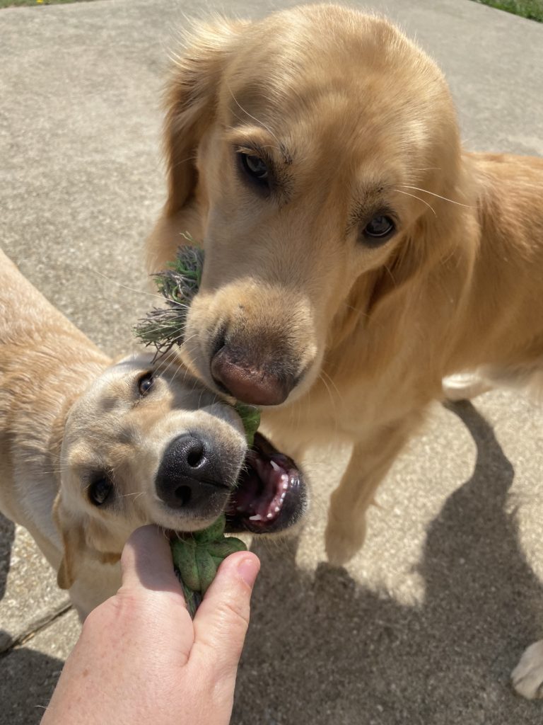 Fetch Flower Mound Pet Family Photo Album - Fetch! Pet Care