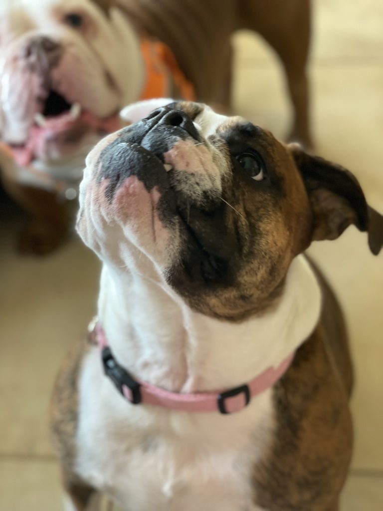 Fetch Flower Mound Pet Family Photo Album - Fetch! Pet Care