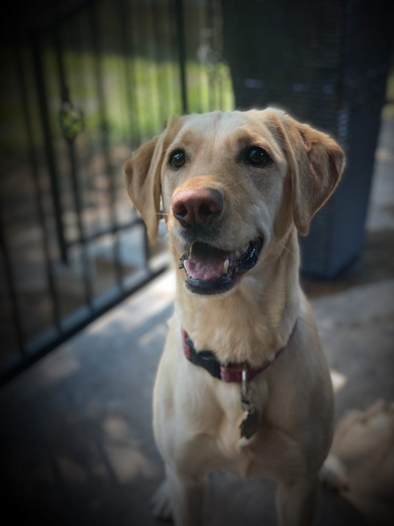 Fetch Flower Mound Pet Family Photo Album - Fetch! Pet Care