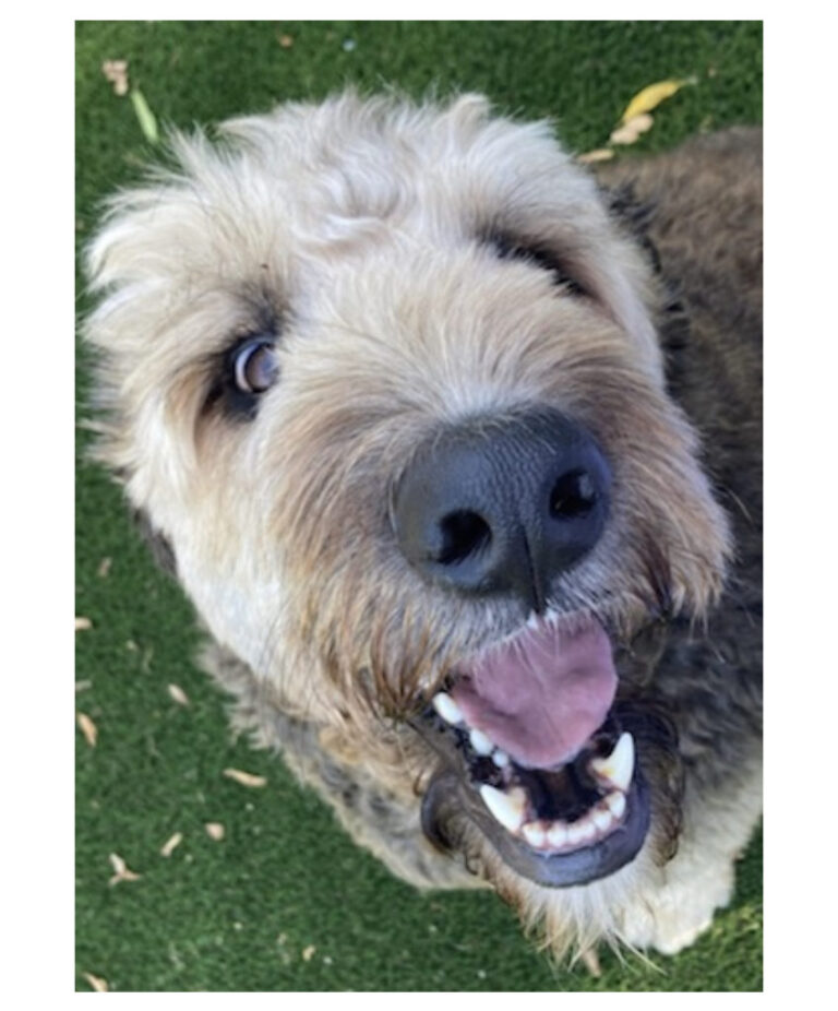 Fetch Flower Mound Pet Family Photo Album - Fetch! Pet Care