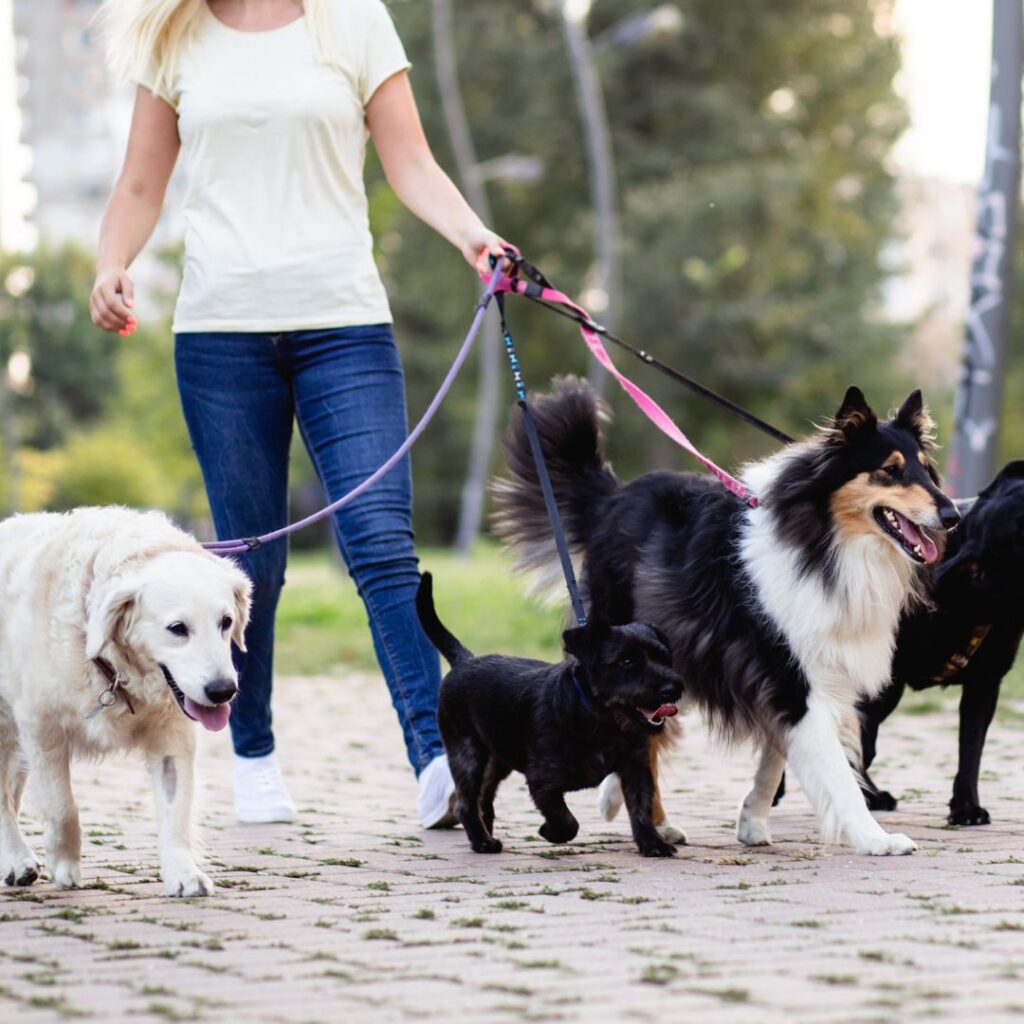 Professional and Local Dog Walking Services in Madison South - Fetch ...