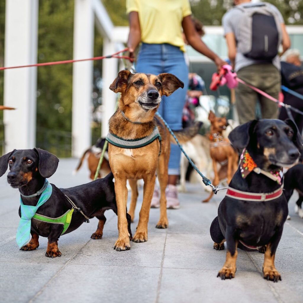 Professional Dog-Walking Services in Lansing, MI - Fetch! Pet Care