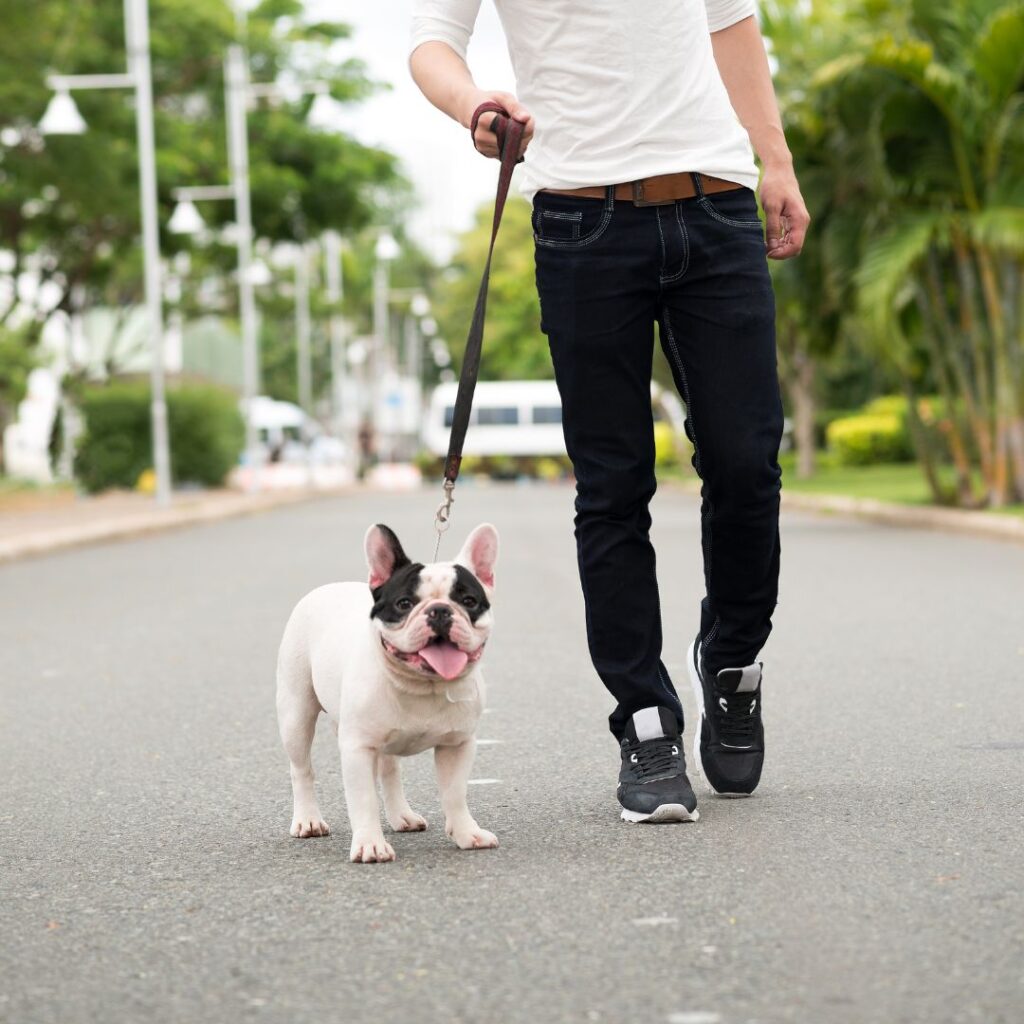 Dog Walking in Tampa Bay - Fetch! Pet Care