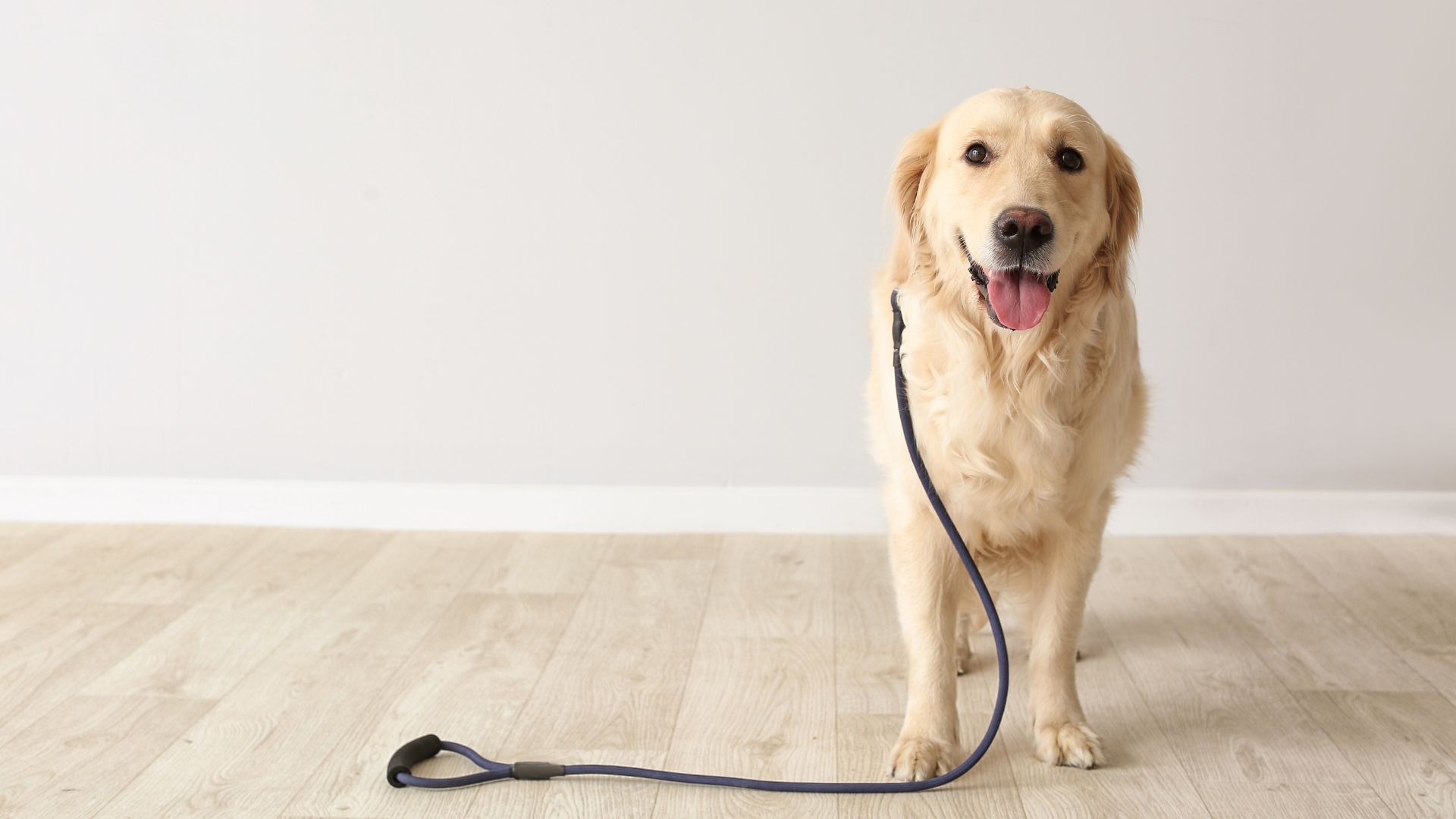 Dog Walking in Bucks–Mont Pennsylvania - Fetch! Pet Care