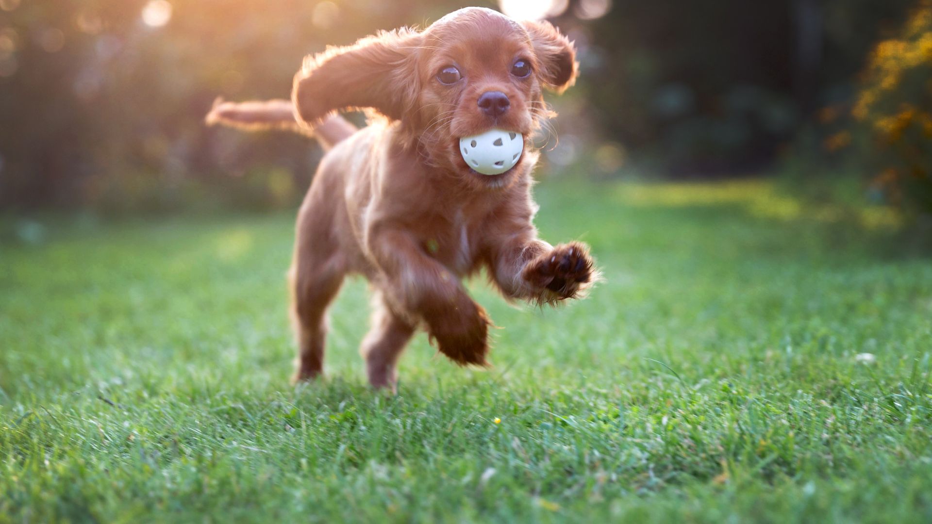 Puppy Sitting in Gwinnett, GA - Fetch! Pet Care