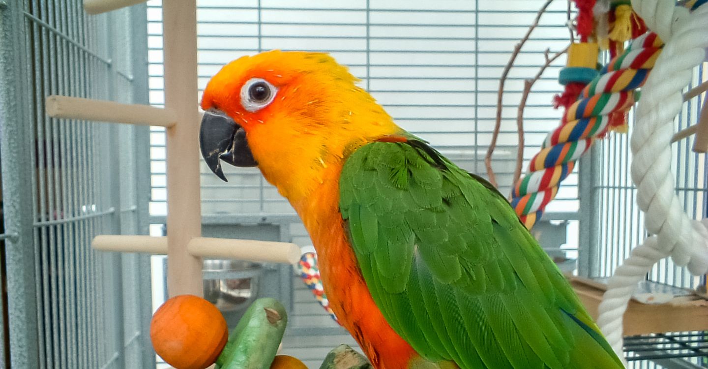 Pet Sitting in Kansas City, MO (64152)