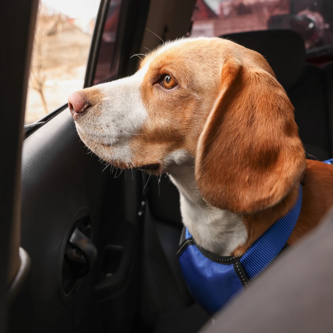 Pet Taxi Service in North Austin - Fetch! Pet Care
