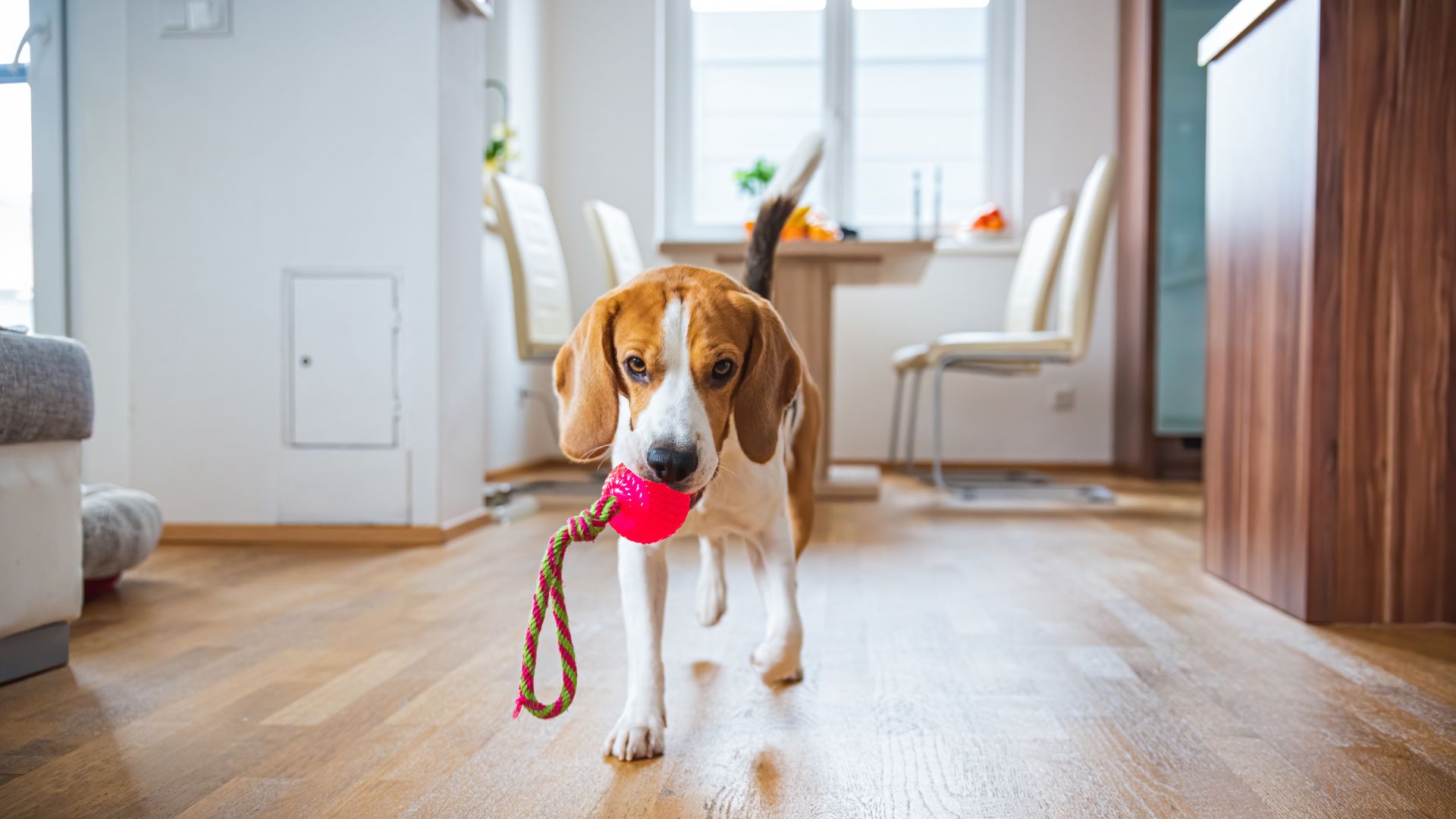 Reliable and Trusted Pet Care Services in Plantation, FL - Fetch! Pet Care