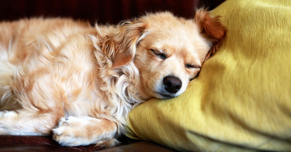 Overnight Comfort in Troy and Shelby Township: Your Pet's Home-Away ...
