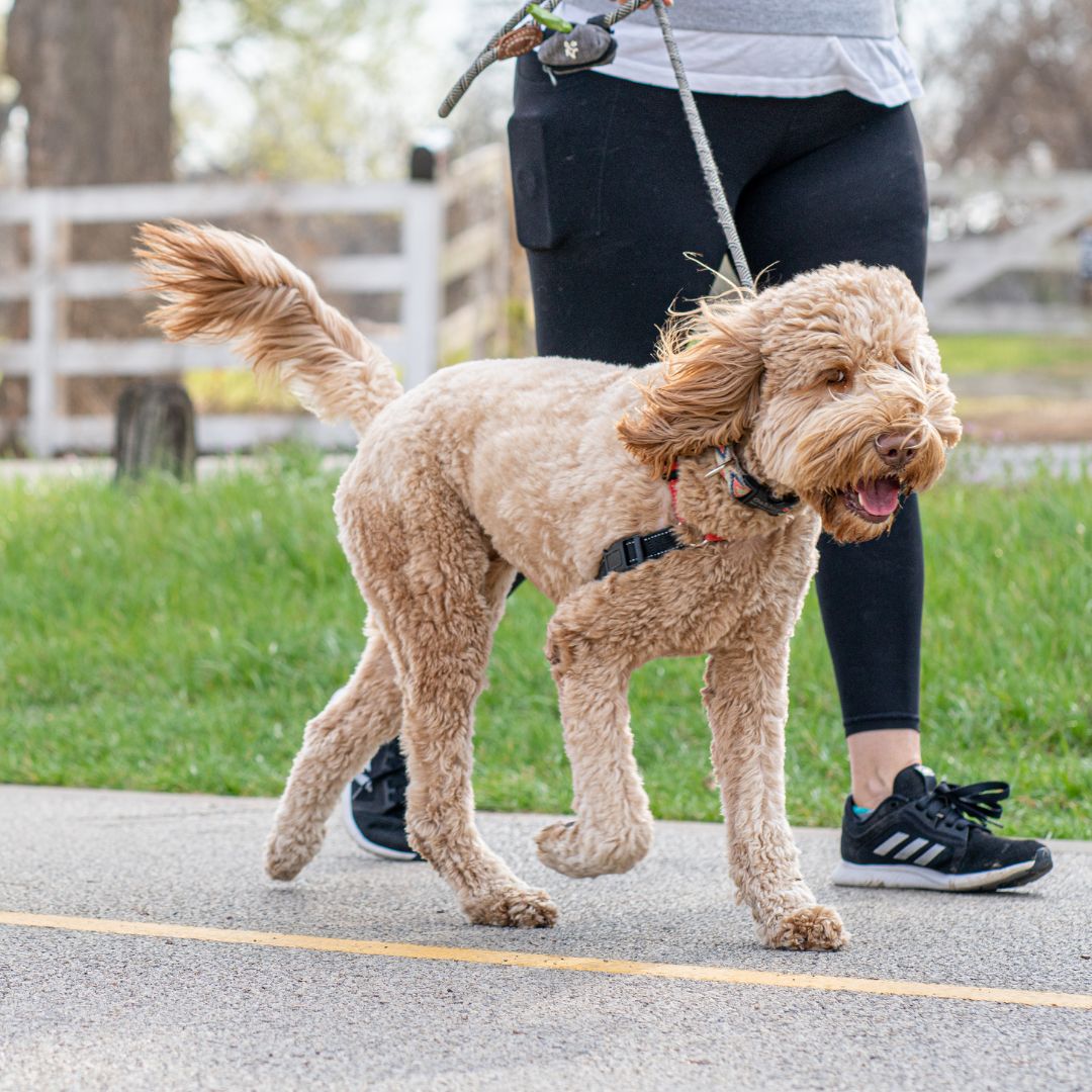 Pet Sitting in Palo Alto, CA (94302)